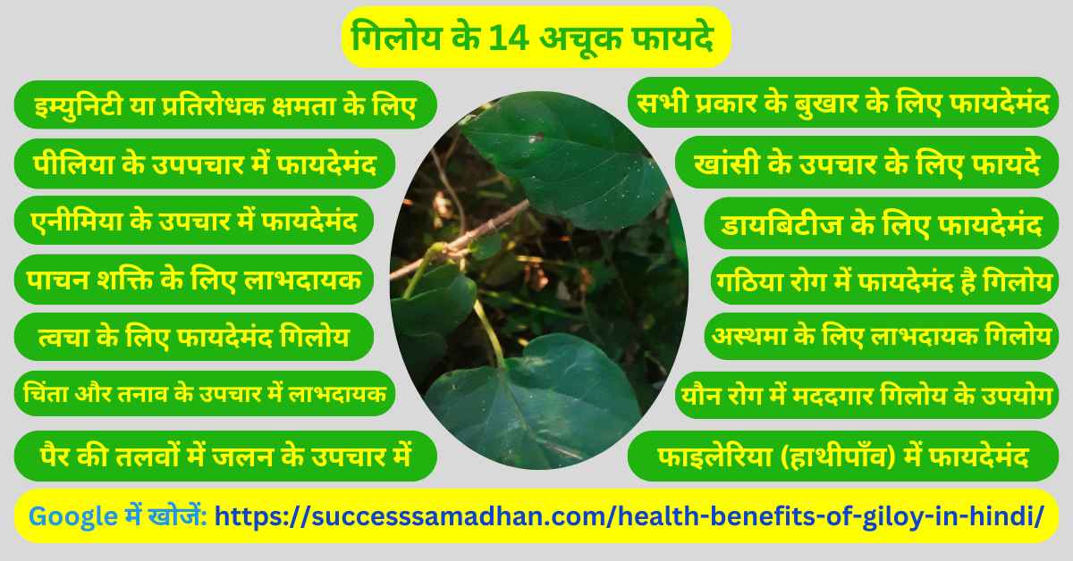 14 Health benefits of giloy in hindi: गिलोय के फायदे Success Samadhan